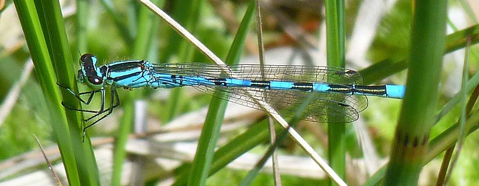 Insects of Scotland: Dragonflies/Damselflies