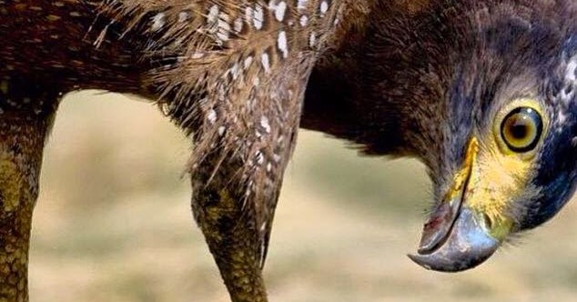 Photo:Does Eagles Fight Snakes?