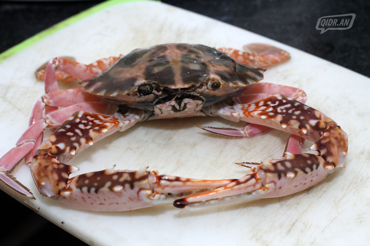 qidr.an ©: maggi ketam