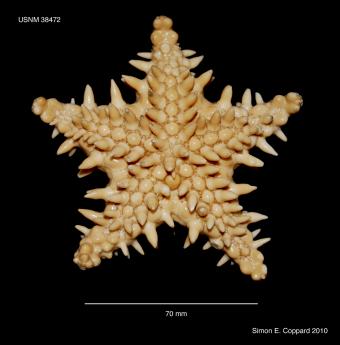 The Echinoblog: Sea Stars/Starfish/Estrella de Mar of the tropical East ...