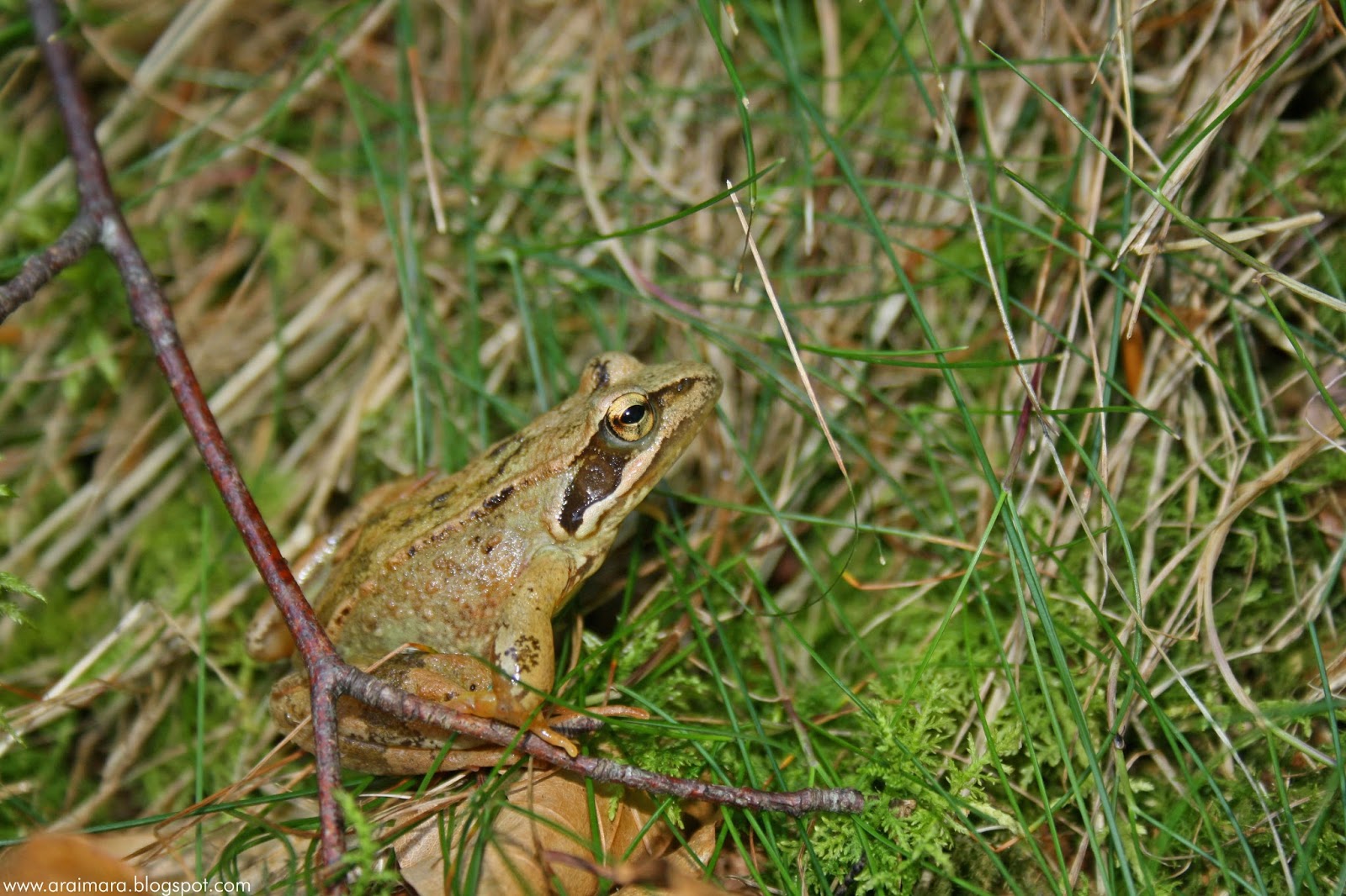 araimara: Irati, isiltasunaren basoa / Irati, el bosque del silencio