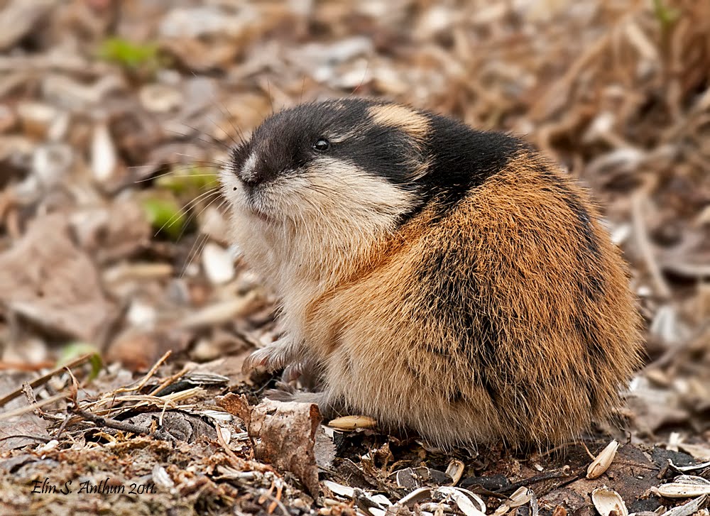 Nikon og jeg.: Det auler med lemen og mus.........