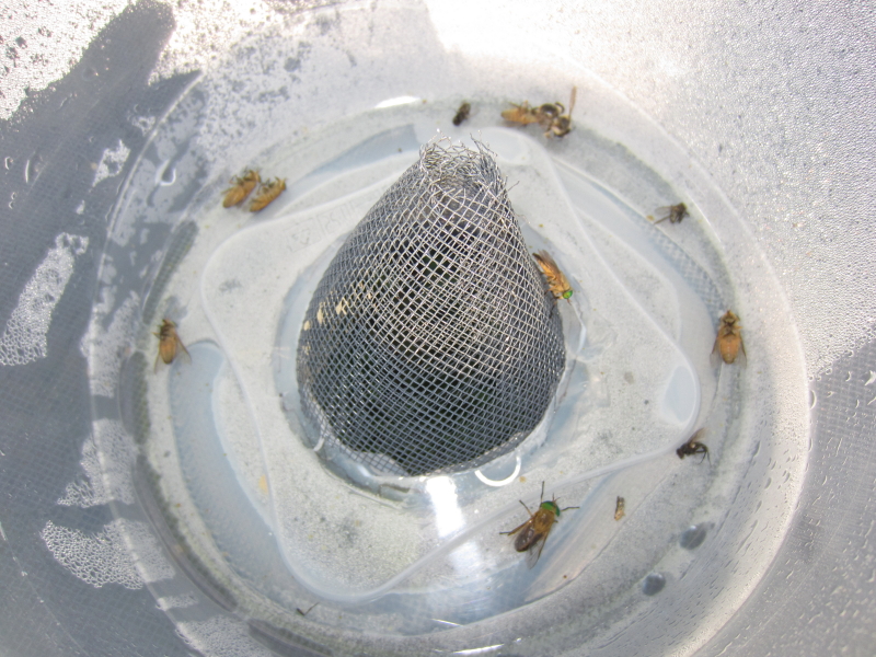 The Twin Tiers Horse: Trapping the Biting Fiends