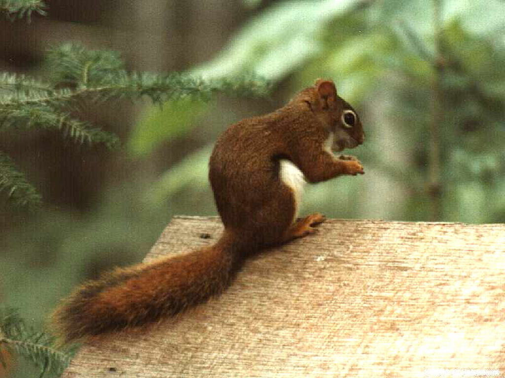 Free Cool Wallpapers: squirrel wallpapers