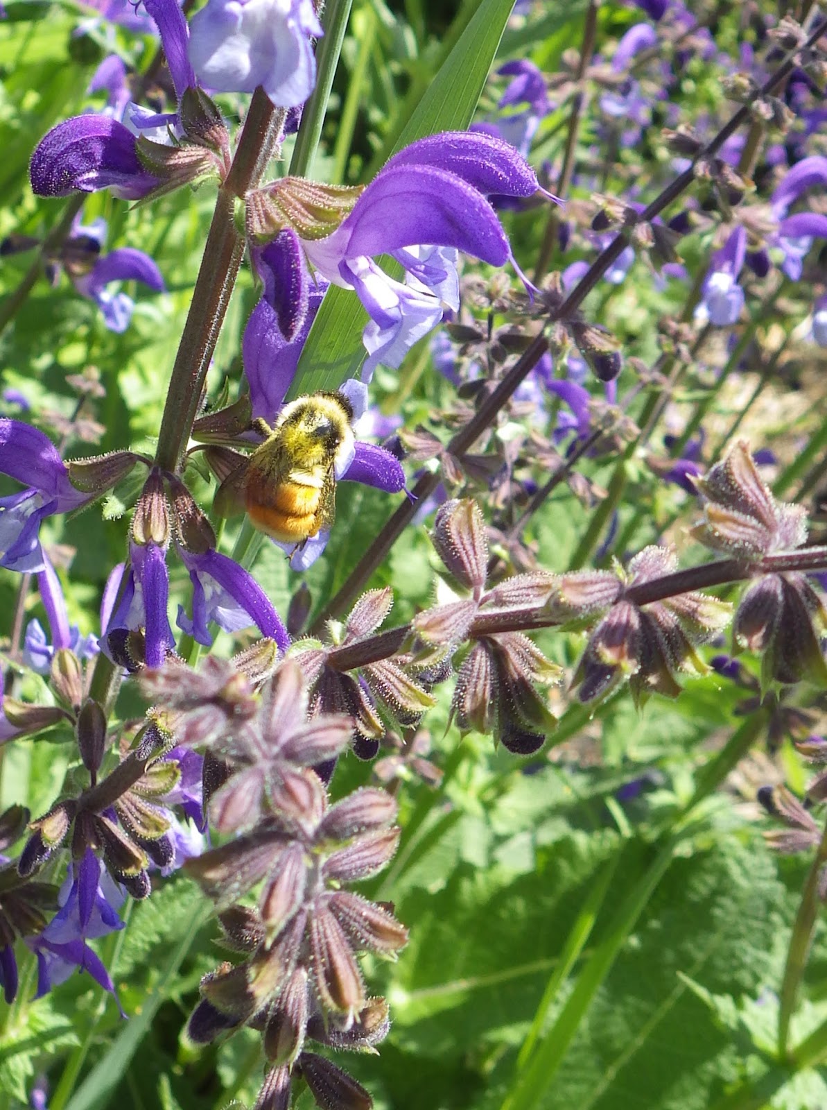 Victory Gardens for Bees: Bee Friendly Manitoba!