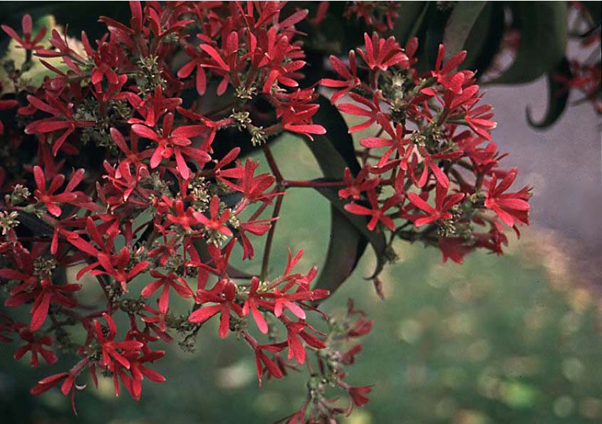 Beechwood Landscape Architecture and Construction: Seven Son Flower ...