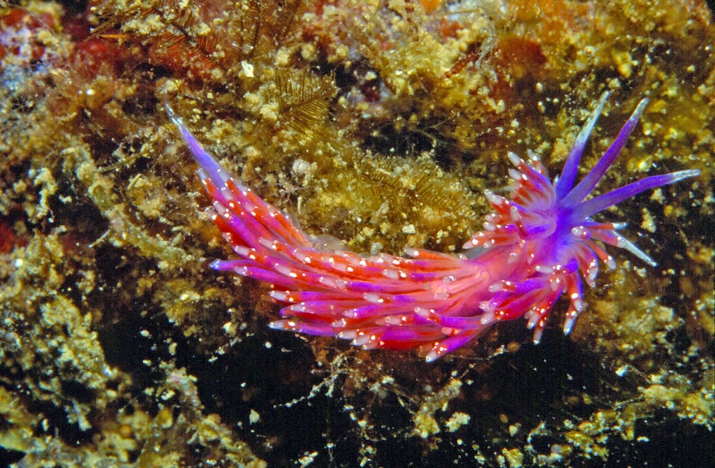 Species of UK: Week 47: Sea Slugs ('Nudibranch')