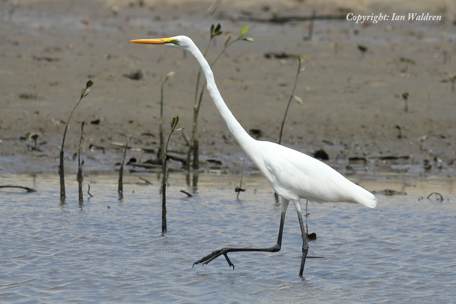 WILD TROPICAL QUEENSLAND: Shore & Water Birds