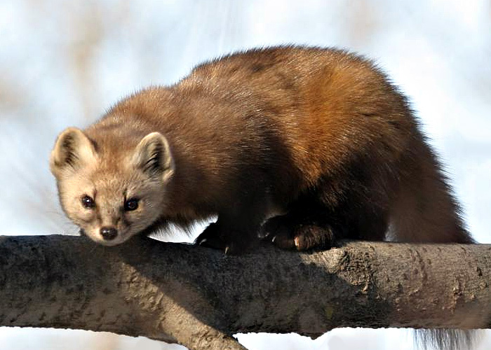 Sansar nedir ne demektir? Sansar Hayvanı - Laf Sözlük