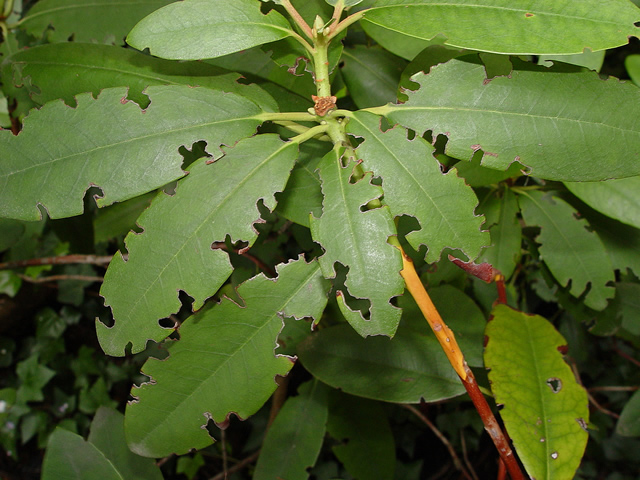 HOW TO RECOGNISE VINE WEEVIL DAMAGE ON PLANTS |The Garden of Eaden
