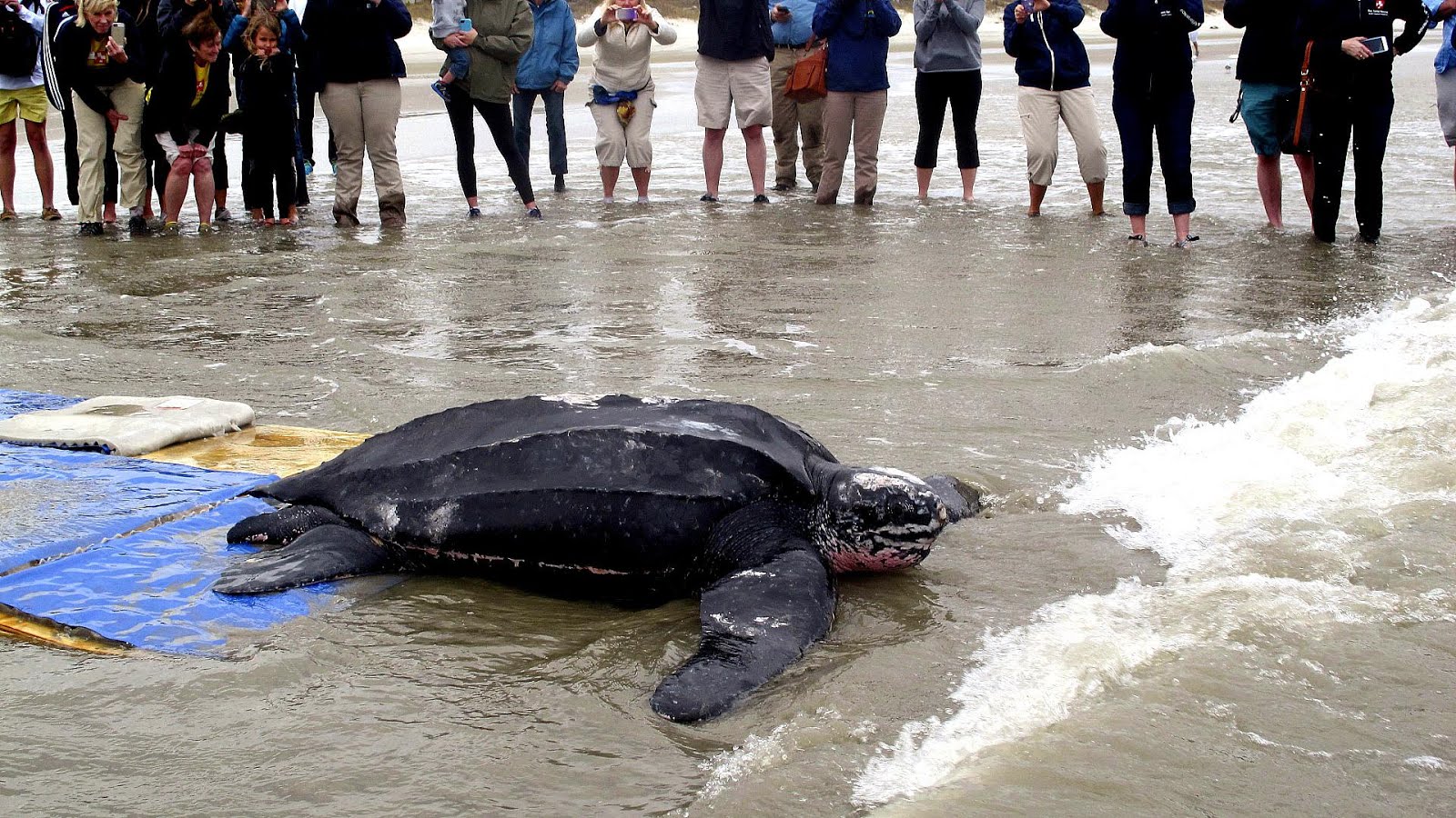 When Was The Leatherback Sea Turtle Listed As Endangered - Danger Choices