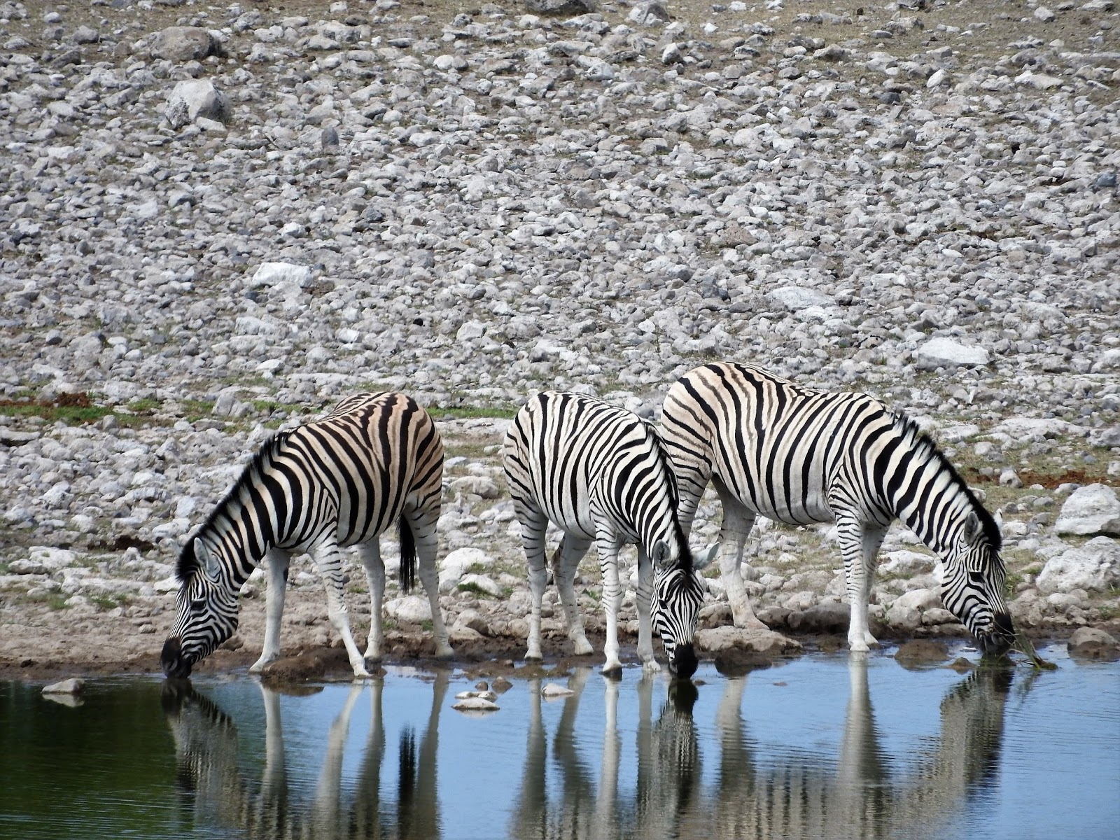 The Girl with the Panda Tattoo: Overland Africa: The Wildlife
