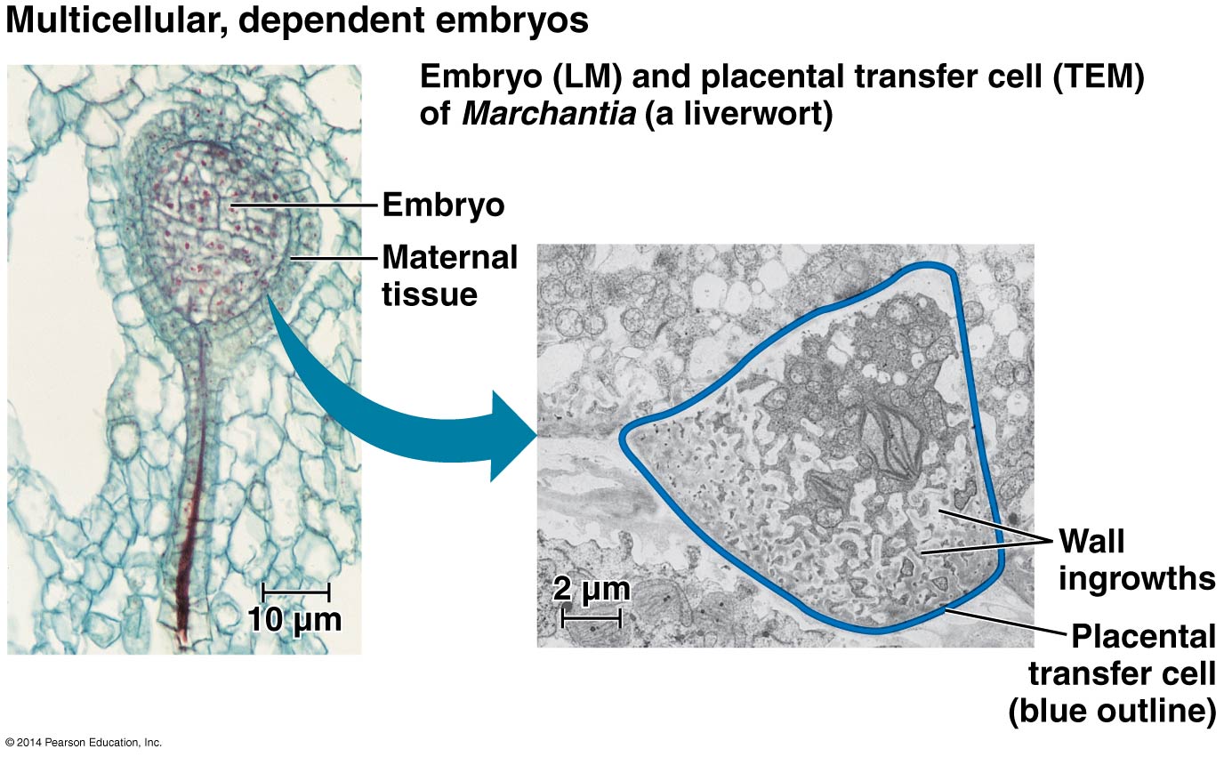 Liberate Your Ideas!: Plant Diversity! How the Plants Move to Land? Part 1