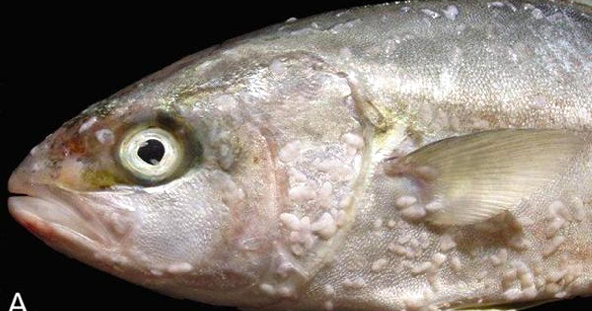 Parasite of the Day: Special Report: #NZASP15 Part I: From seashells on ...