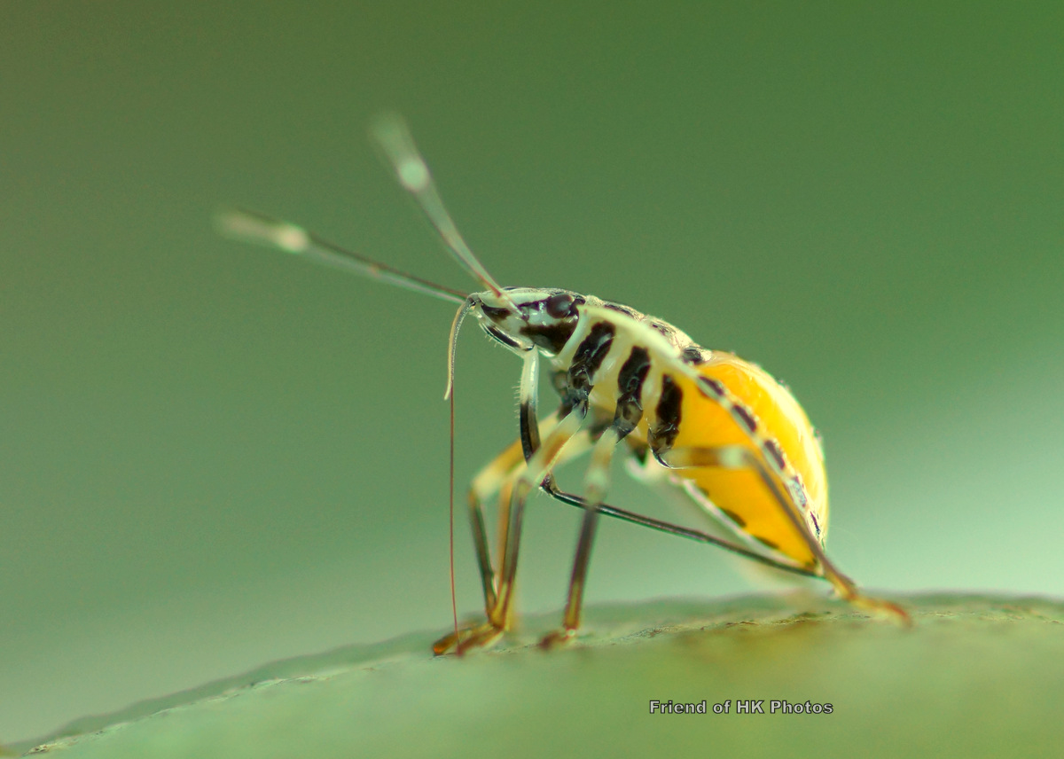 Photographic Wildlife Stories in UK/Hong Kong: Bugs in the garden