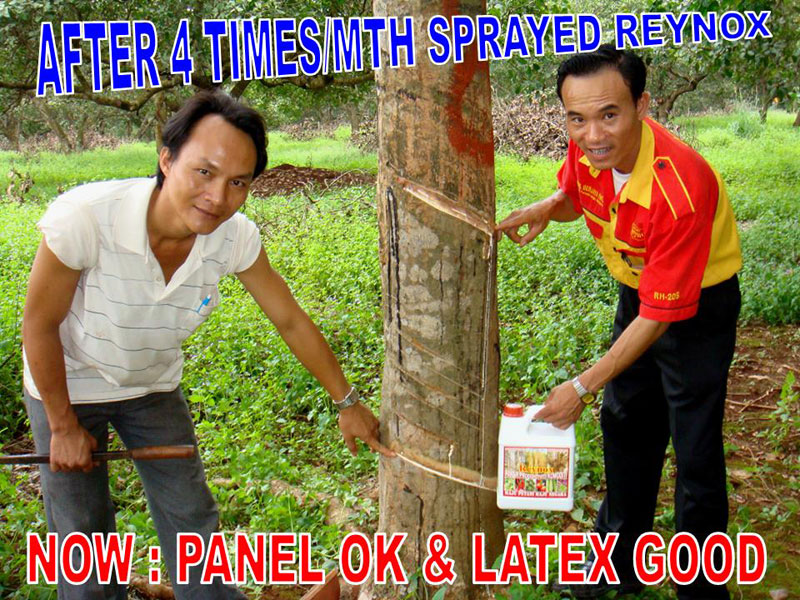 Baja Pokok Getah Terbaik Di Asia ~ Reynox Malaysia
