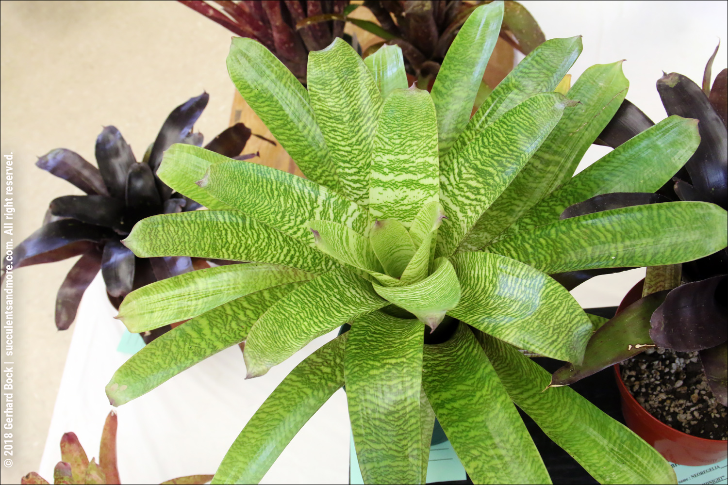 Bodacious bromeliads at Sacramento Bromeliad Society show