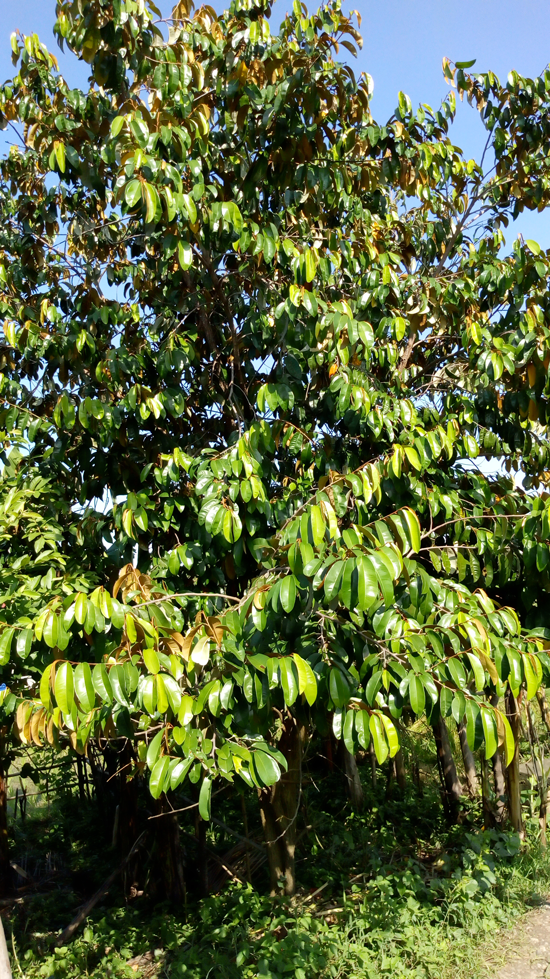 Kaimito Growing and Benefits