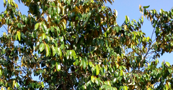 Kaimito Growing and Benefits