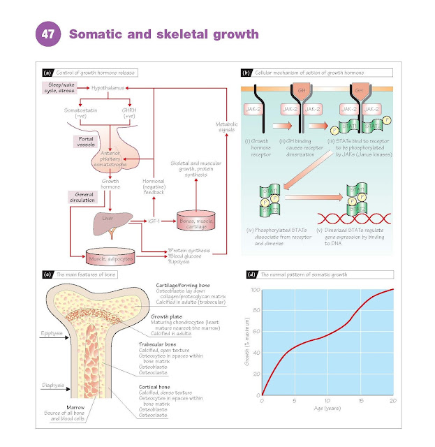 Somatic And Skeletal Growth - pediagenosis