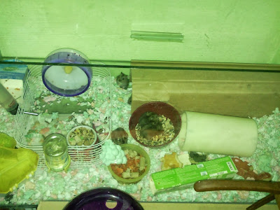 Hamsters from Jurong: Updates on Jurong Hamsters in 2.5ft Fish Tank