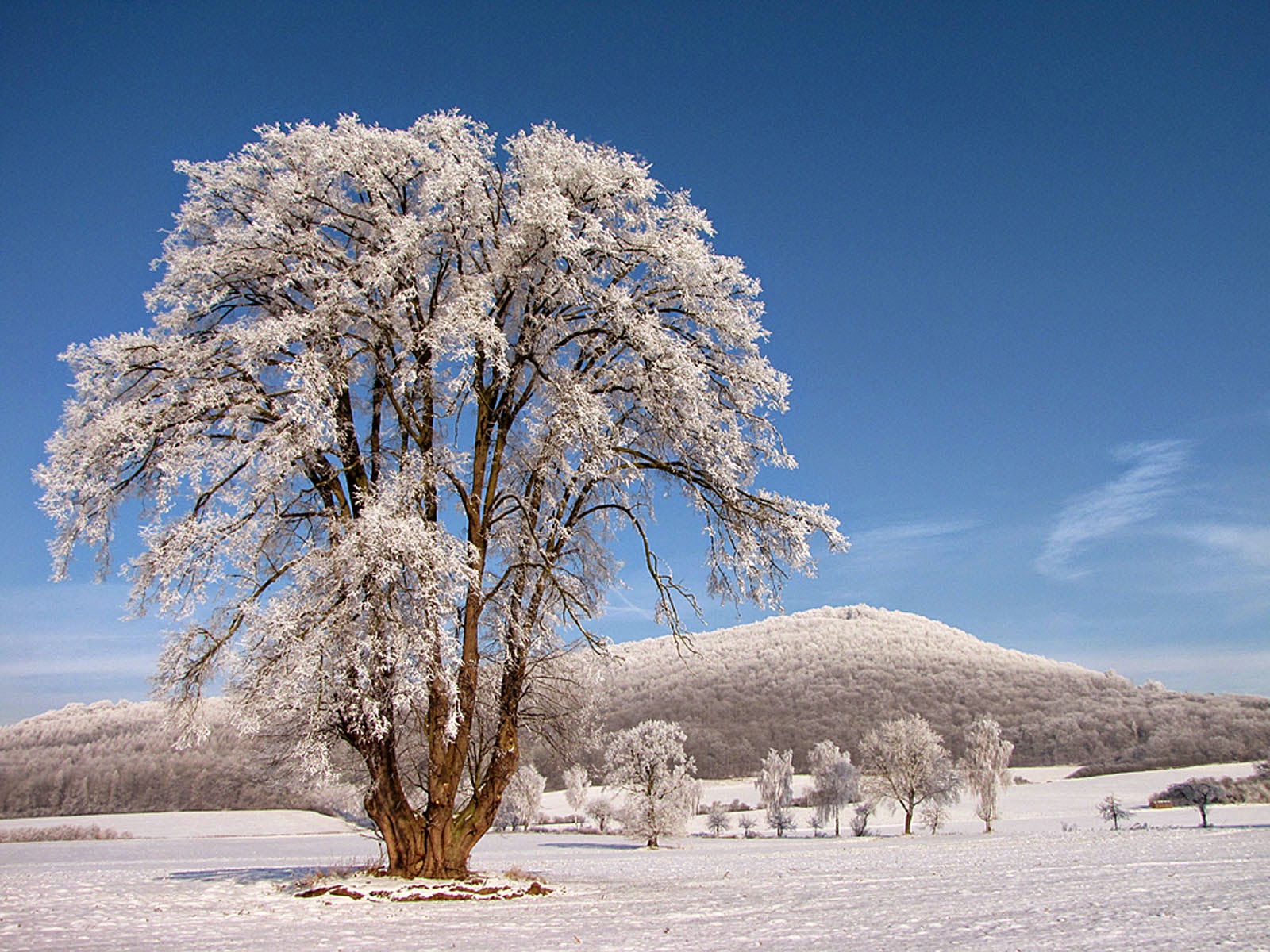 Desktop Wallpapers: Frozen Trees Wallpapers