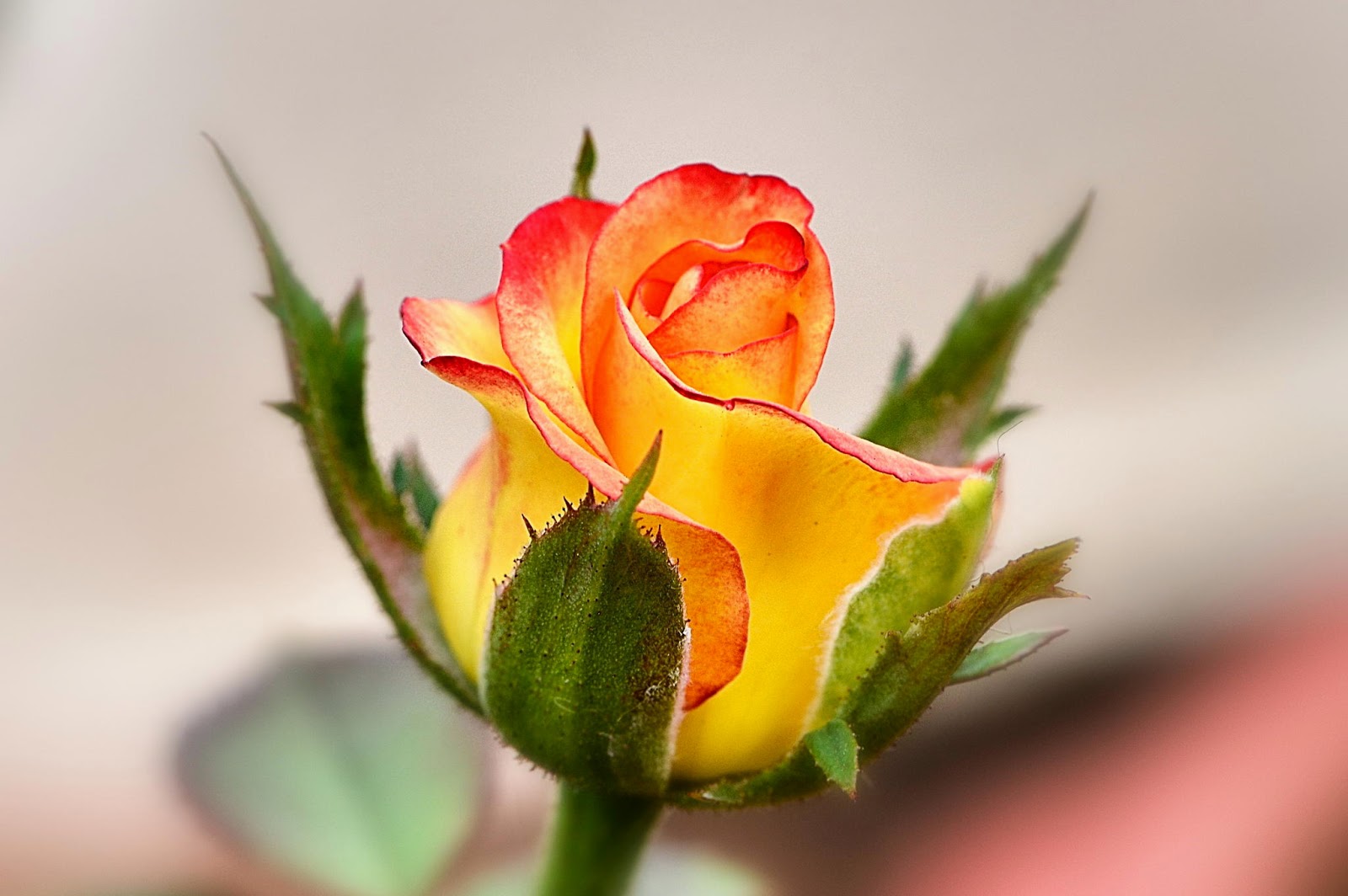 Banco de Imágenes Gratis: 14 fotos gratis de flores en el jardín - Free ...