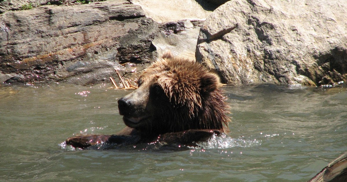 Bonao Internacional: OSO , NADANDO , EN EL BRONX ZOO , DE NUEVA YORK