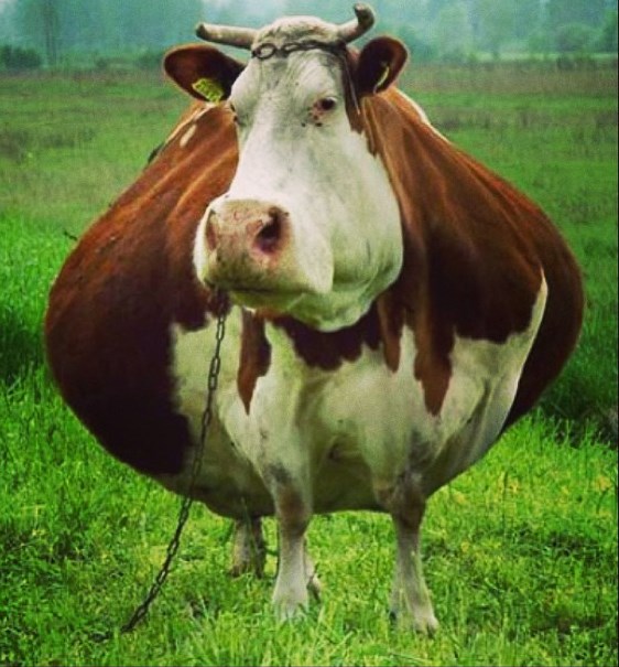 Cow, problems with obesity? | VIP Thashetheme News, Gossip, Celebritete ...