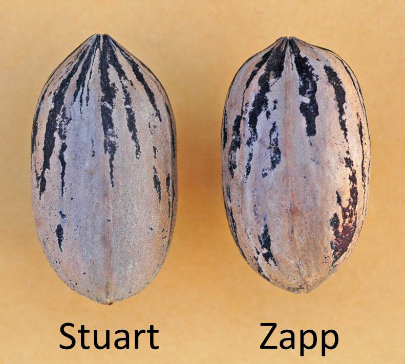 Northern Pecans: Zapp! A potential new cultivar appears in Illinois