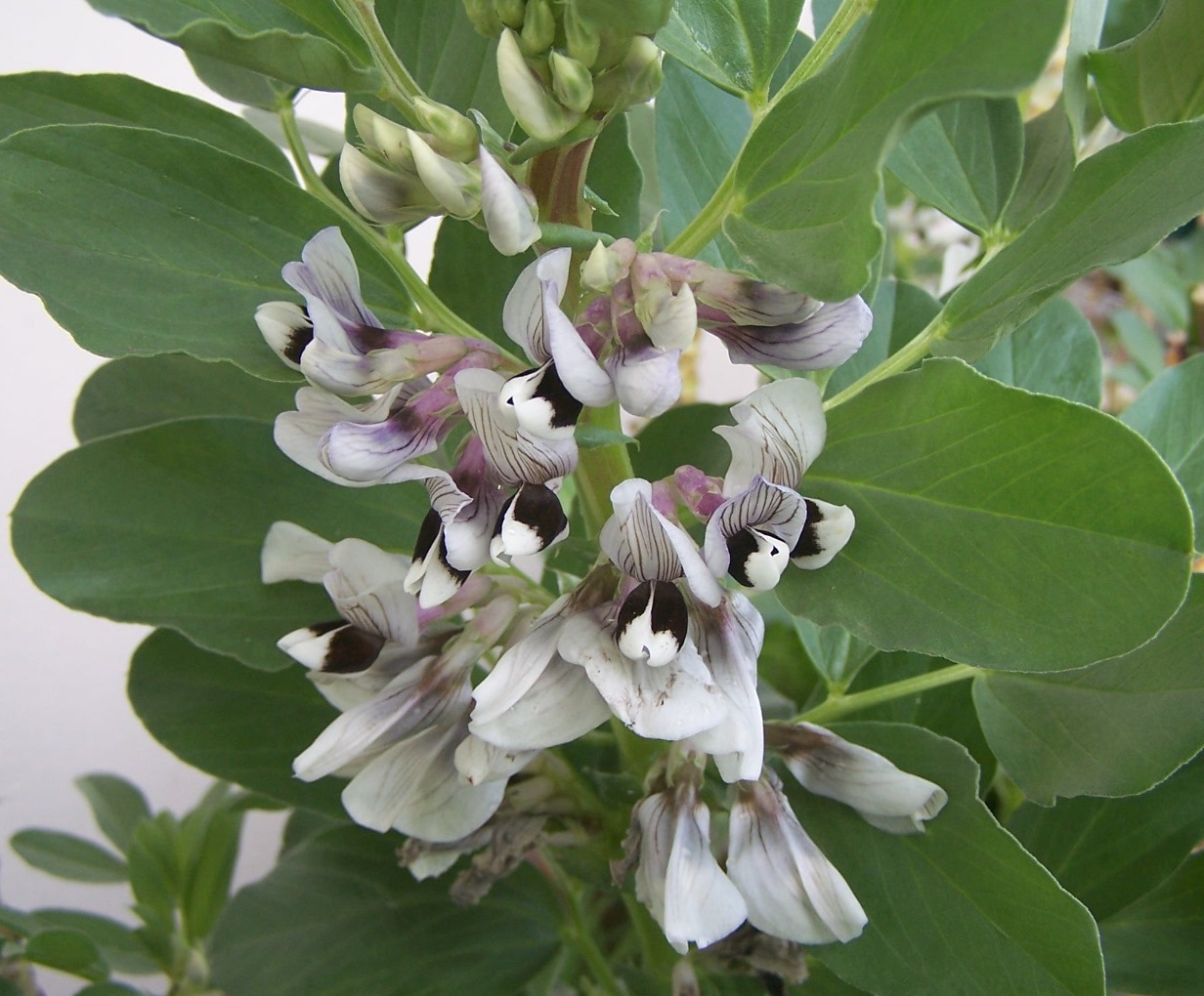 5) A colheita dar-se-á por volta dos 5 meses.