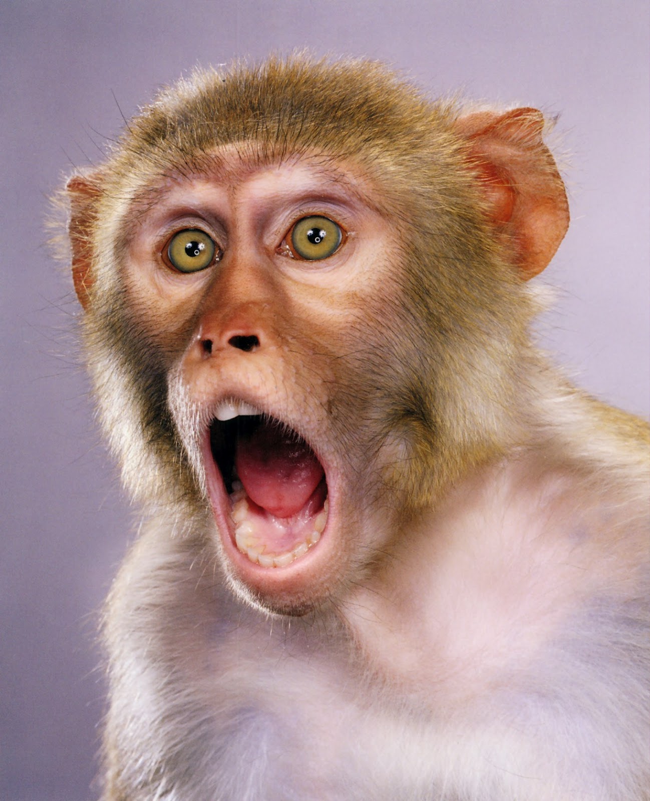 A View from the Beach: Your Friday Monkey Dacker Researcher