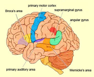 Agenesis Corpus Callosum: Neuropsychological Evaluation - Got Questions?