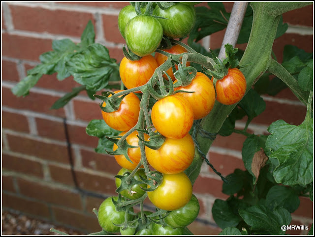 Mark's Veg Plot: Some colour in the garden