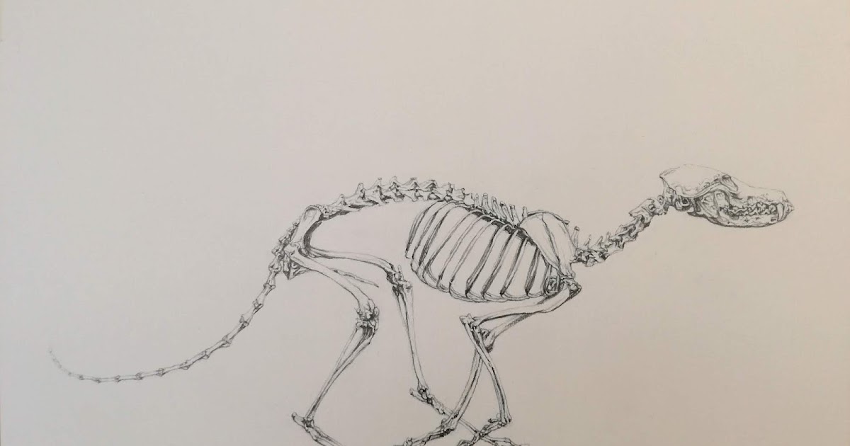 Miriam Wilson Art: Red Fox Skeleton