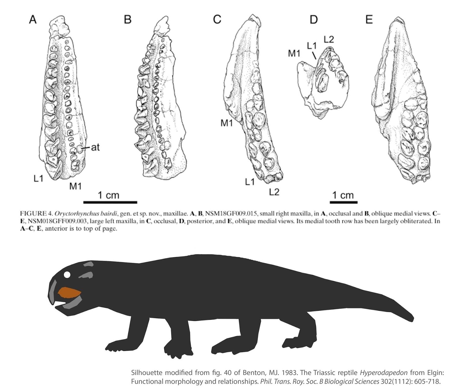 Species New to Science: [Paleontology • 2020] Oryctorhynchus bairdi • A ...