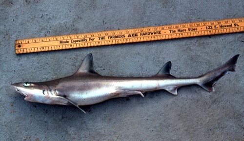 ATE AND BAIT: Fishing News, Advice and Seafood Recipes: Fisherman's Prayer