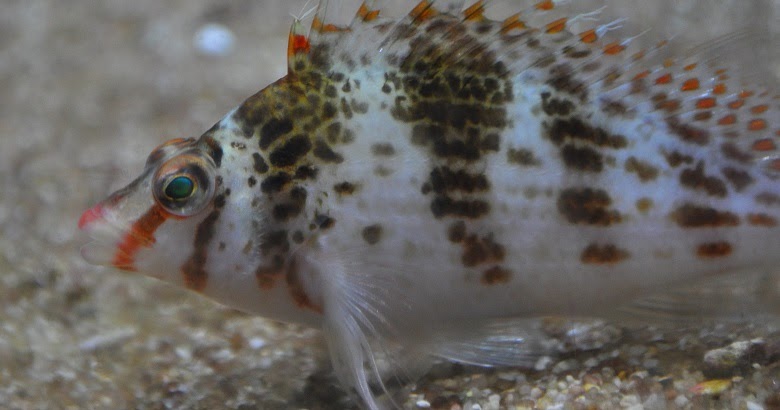 ZOOTOGRAFIANDO (6.057 ANIMALS): PEZ HALCÓN ENANO / DWARF HAWKFISH ...
