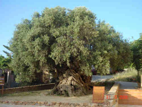 Icaria’s: Olive Oil