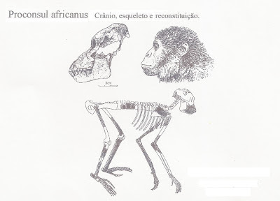 Proconsul africanus. Imagem: Arquivo pessoal CHH.