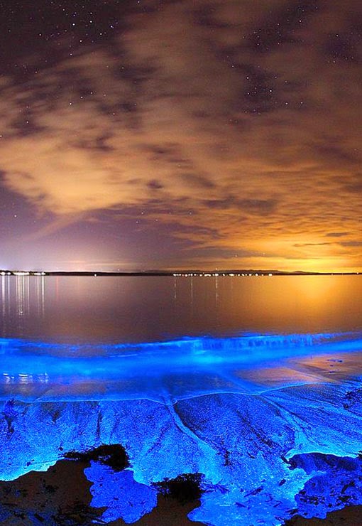 Firefly Squids in Toyama Bay, Japan | Holidayspots4u