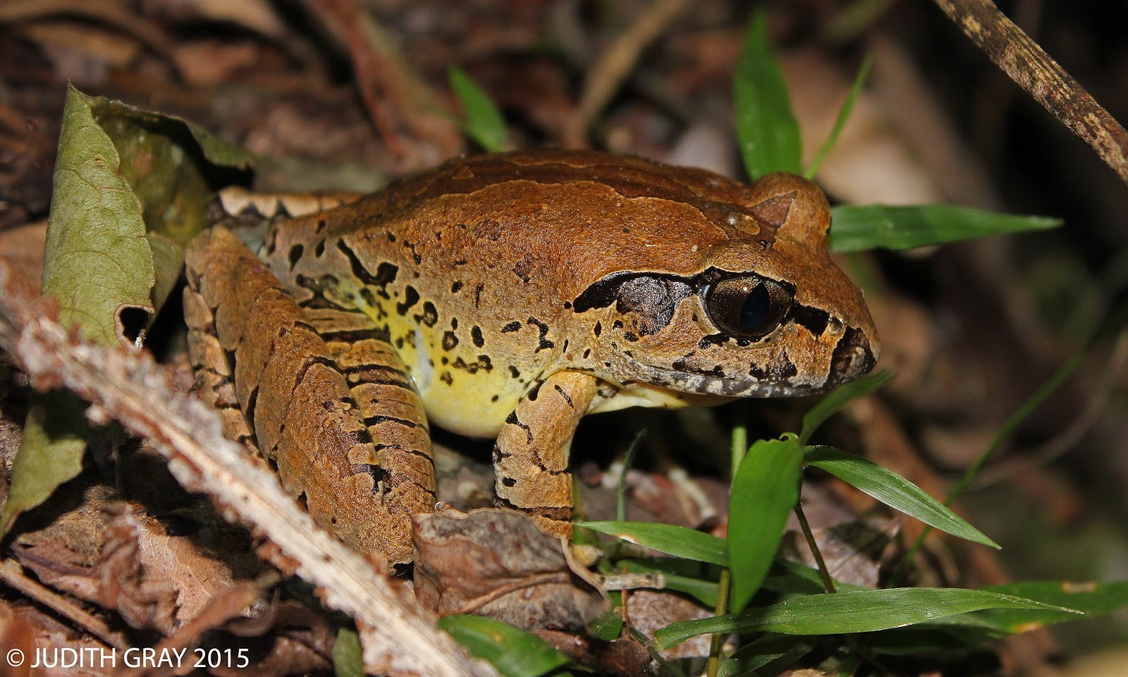Endangered Fleay's Barred Frog Morans Creek