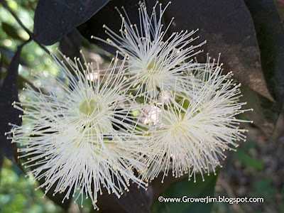Garden Adventures: Syzygium smithii (Lilly Pilly)
