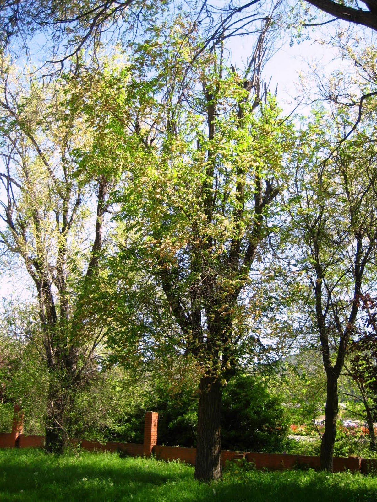 Árboles con alma: Olmo. Om. (Ulmus minor)