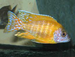 Démarrer un Aquarium et choix des Poissons d' eau chaude: Photos de la ...