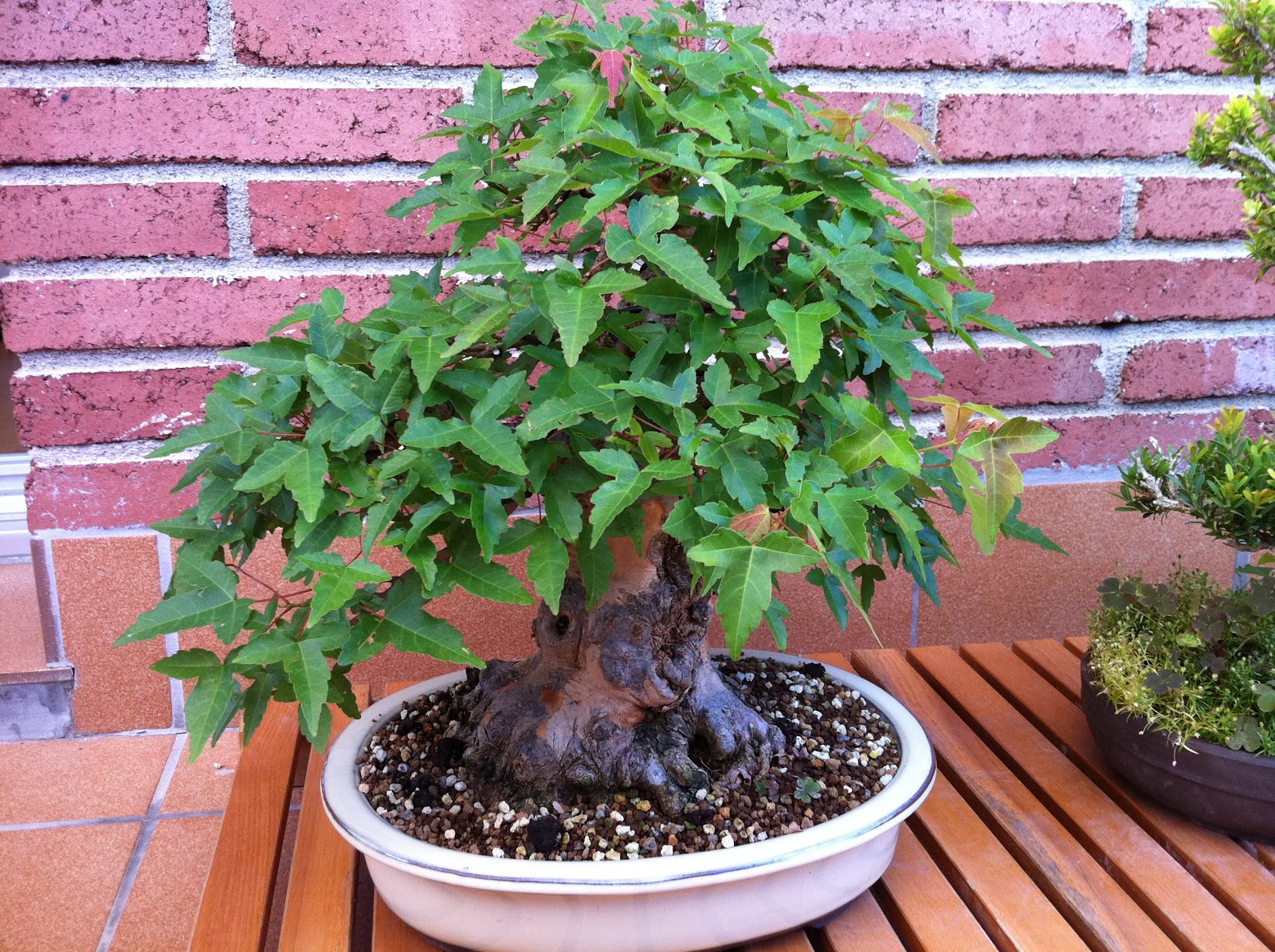 NOSTROMO BONSAI: Etapas de un burger