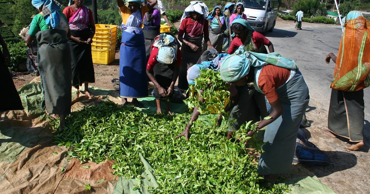 What are the labour compliance's under Indian Plantation Labour Act ...