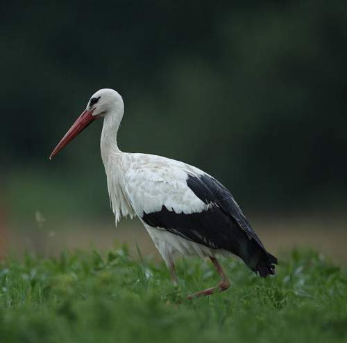 White stork images | Birds of India | Bird World