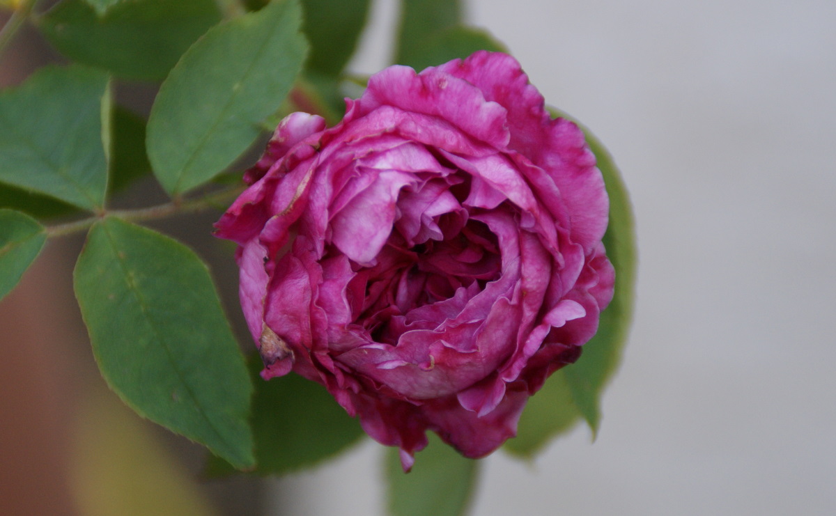 Organic Garden Dreams: March Roses