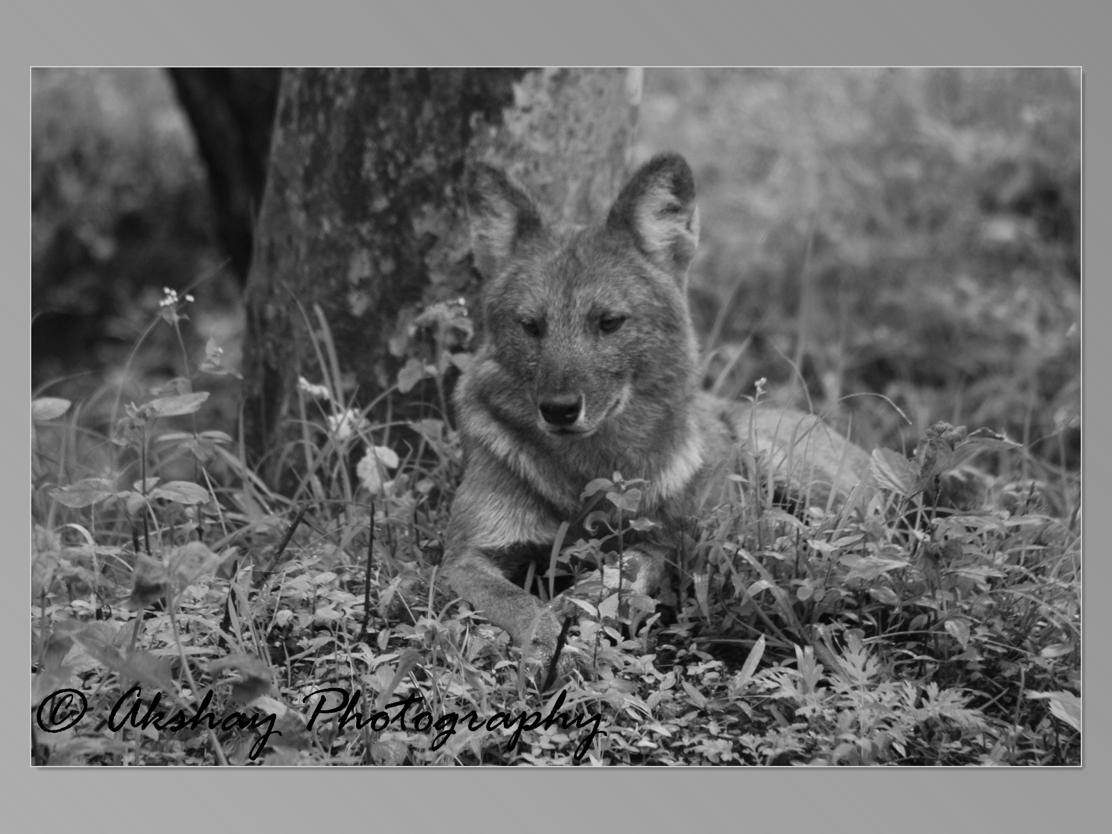 Akshay Manjunath "The Naturalist": Dhole – Indian Wild Dog (Cuon Alpinus)